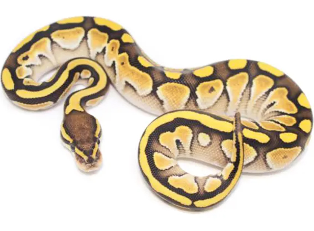 Sélection de python régius royal avec mutation